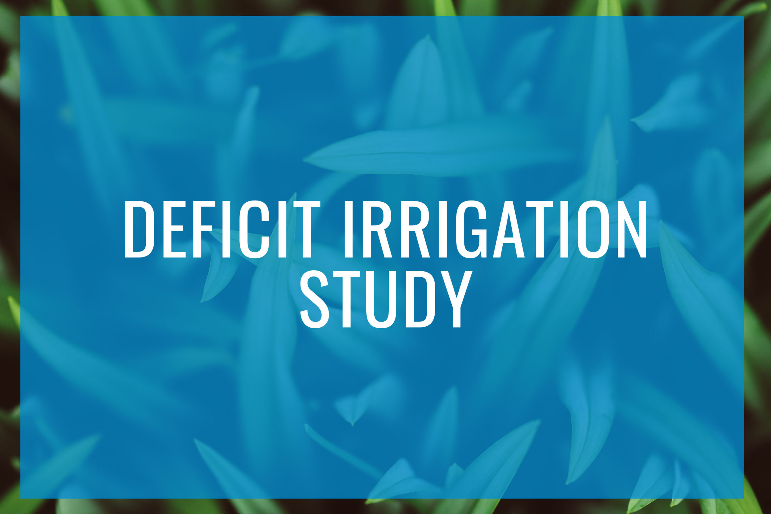 Deficit Irrigation Study - Tahoma 31